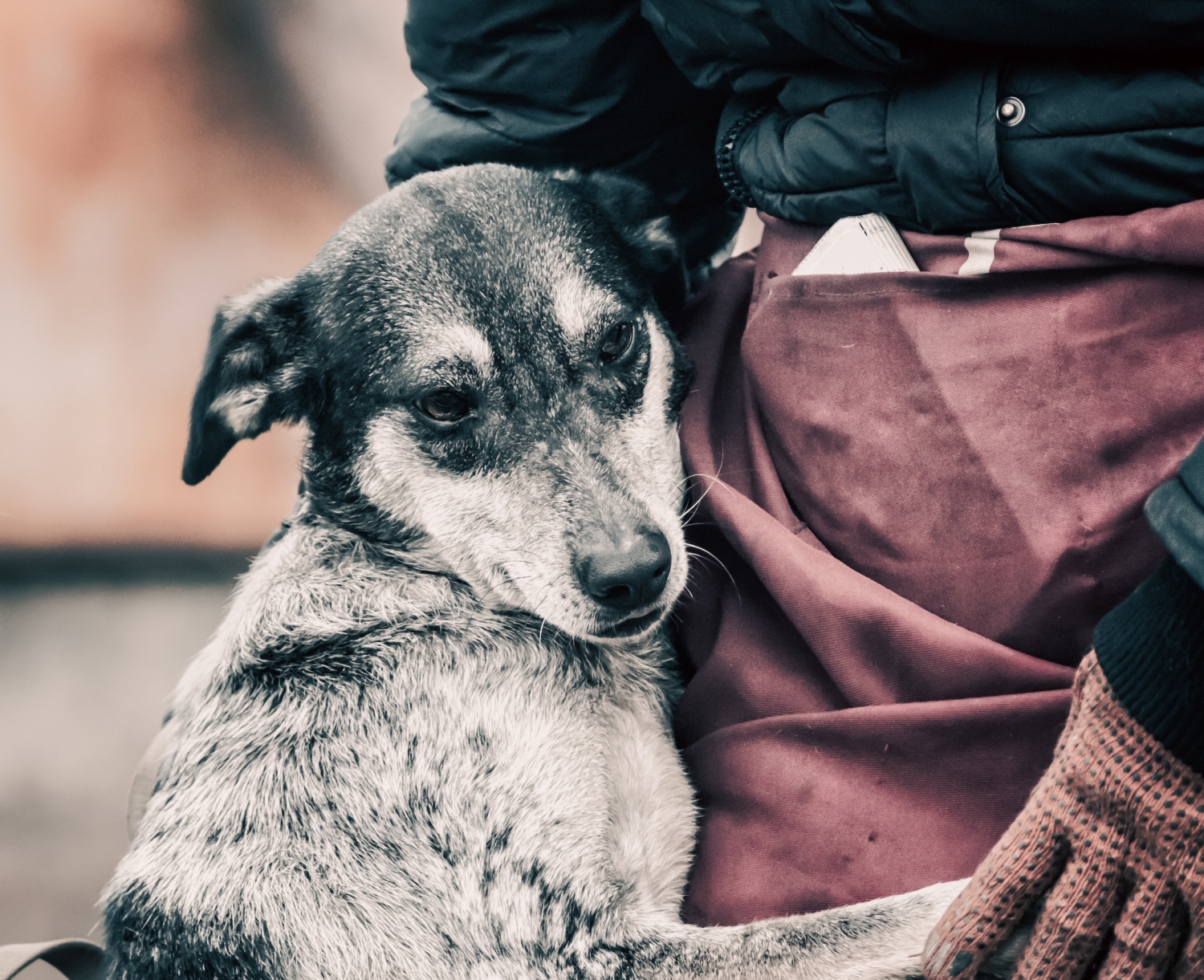 Exploring the Benefits of Therapy Animals for Grief and Funeral ...